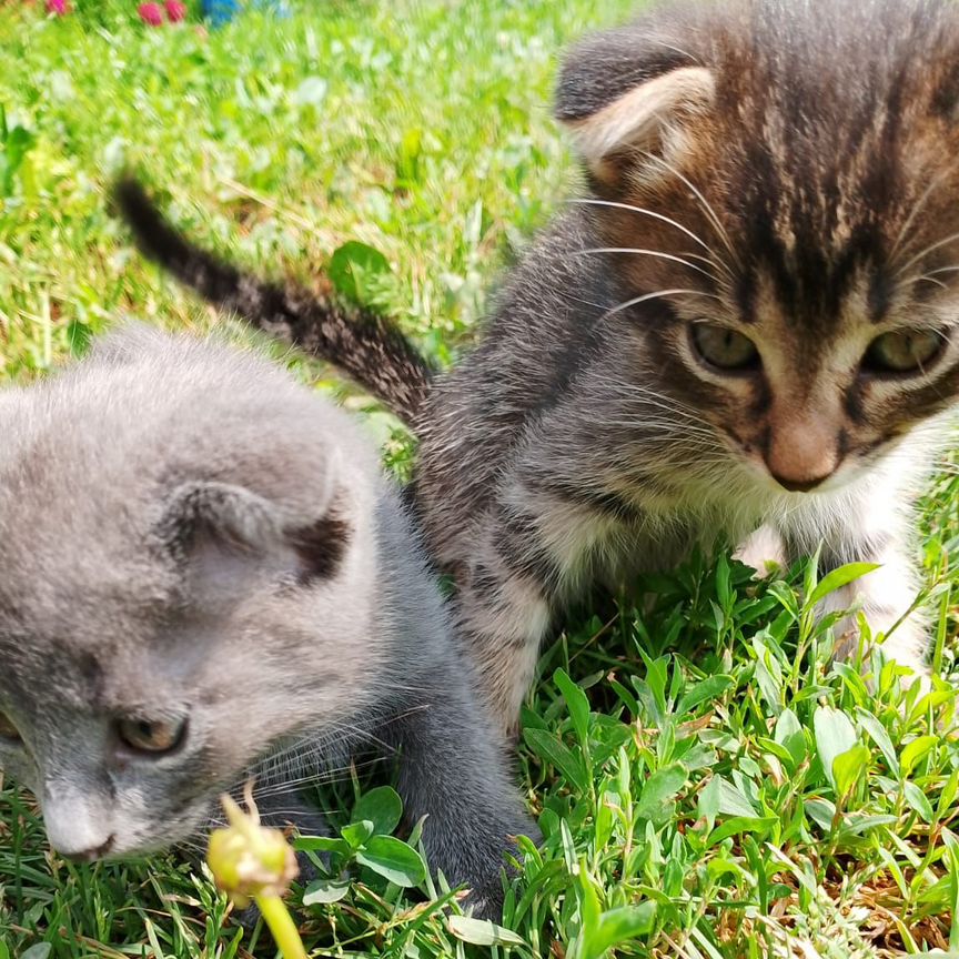Котята от вислоухой кошки