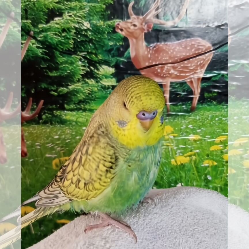 Попугай ввп чех