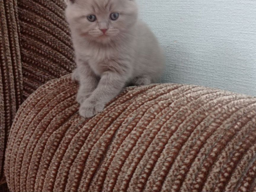 Шотландские вислоухие котята