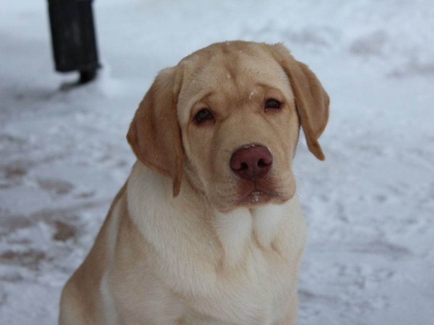 Щенки лабрадора