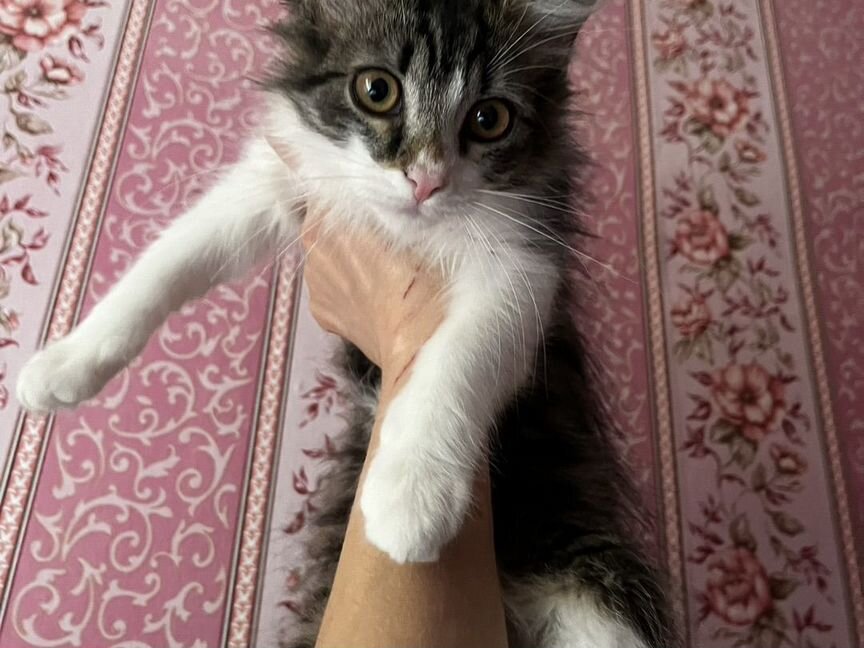 Котёнок в добрые руки