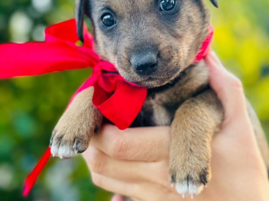 Щенок в добрые руки