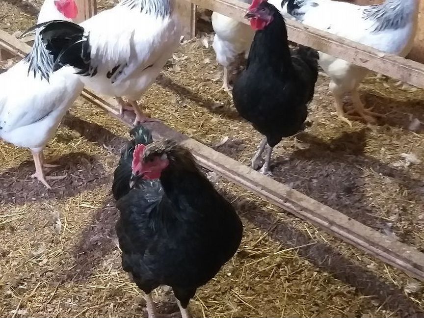 Куры молодки