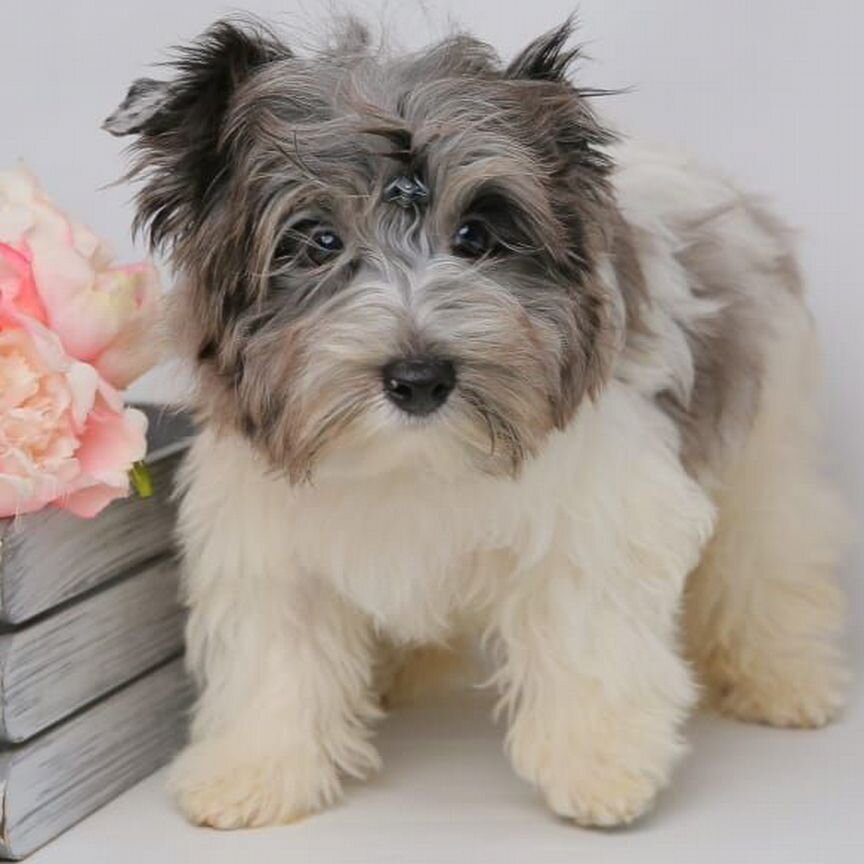 Бивер-йоркширский терьер, щенок