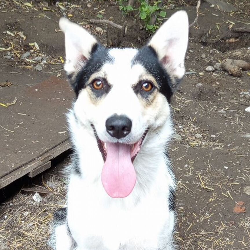 Собака в добрые руки