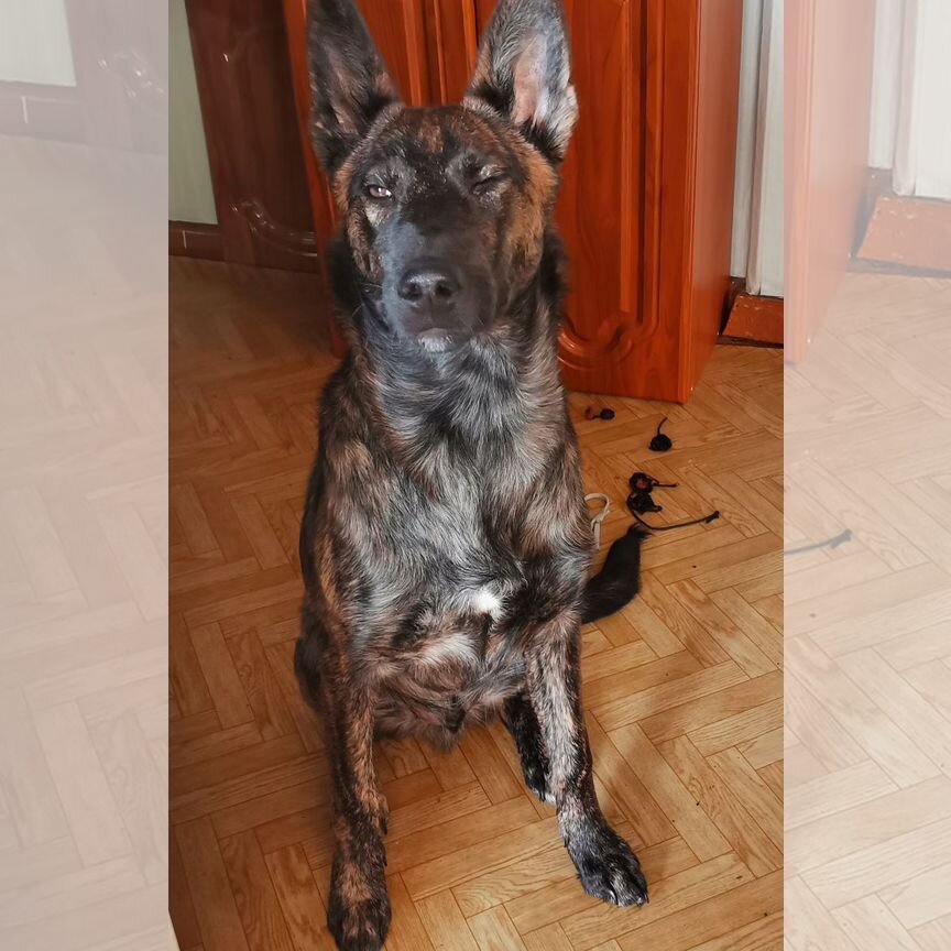 Бельгийская овчарка, щенок