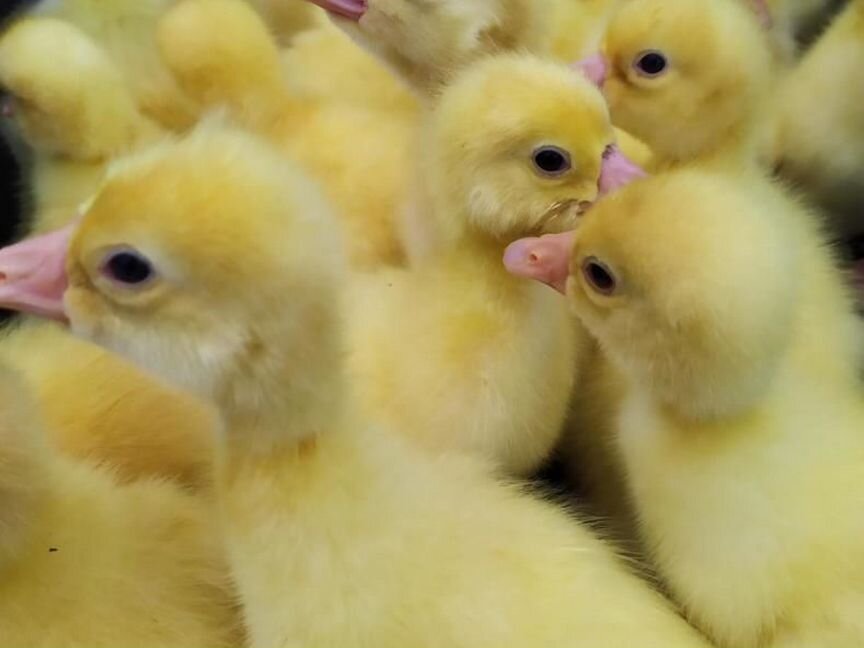 Гусята породы Линда