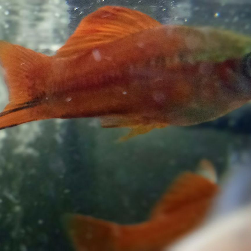 Меченосцы обыкновенные