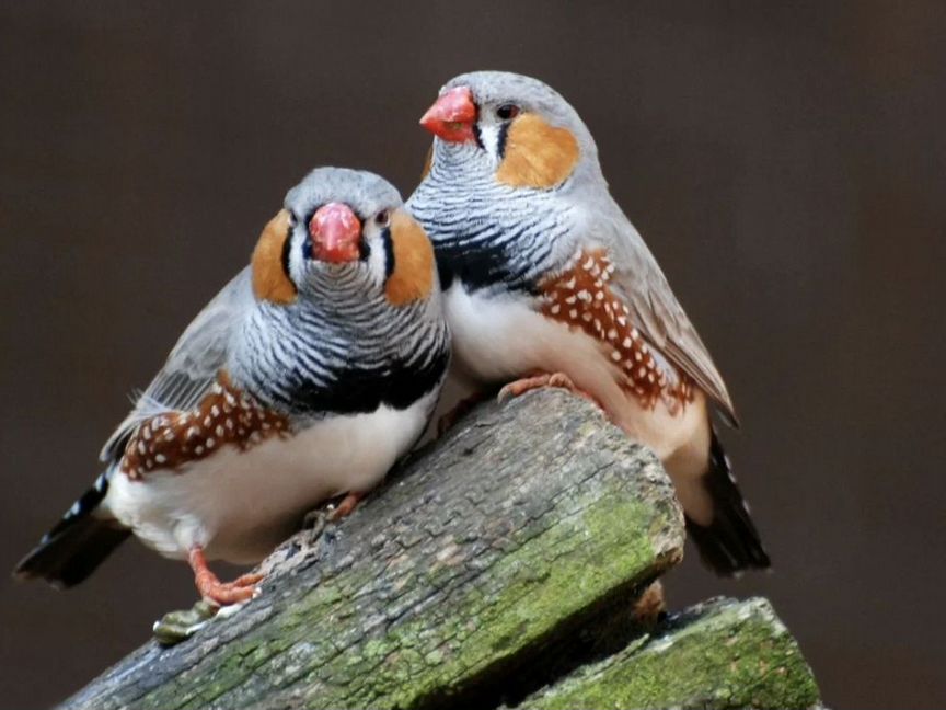 Зебровые амадины