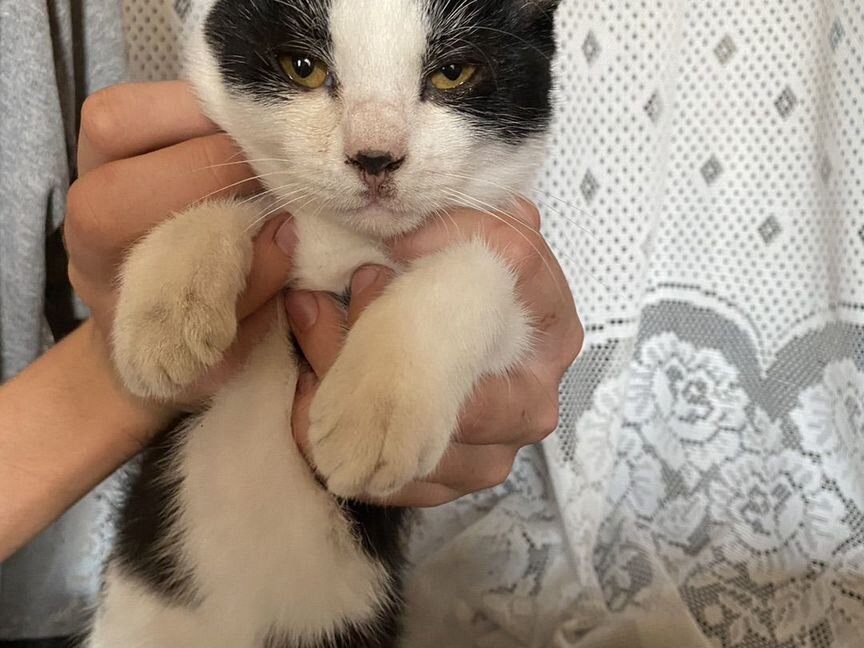 Кошки бесплатно