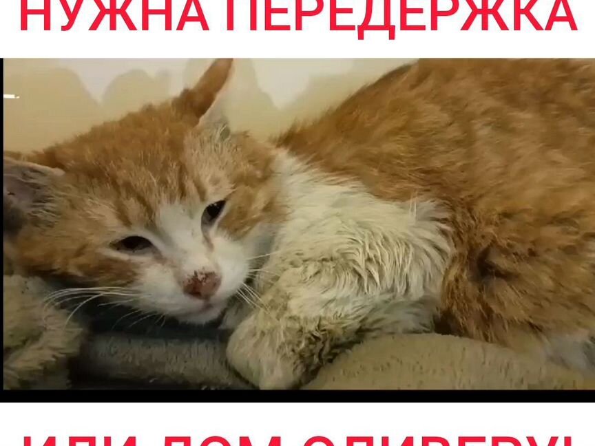 Котику с лейкозом Оливеру очень нужен дом