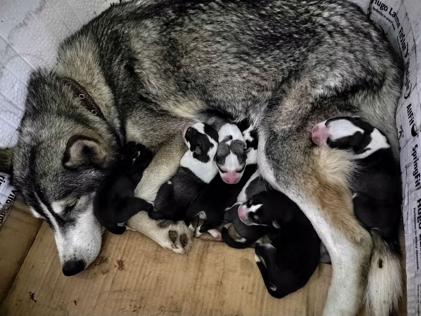 Собаки хаски щенки