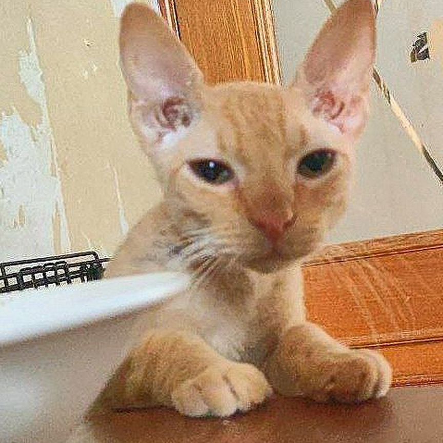 Корниш-рекс котёнок
