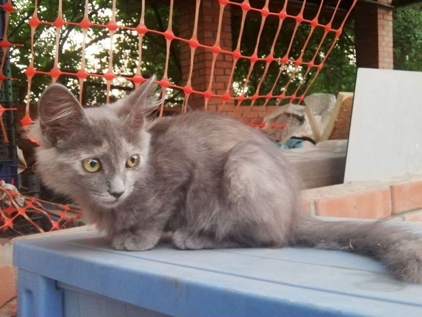 Котята в добрые руки бесплатно