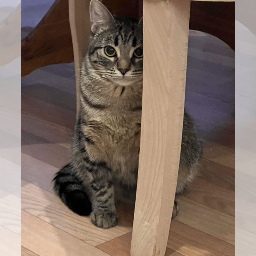 Котенок девочка кошка