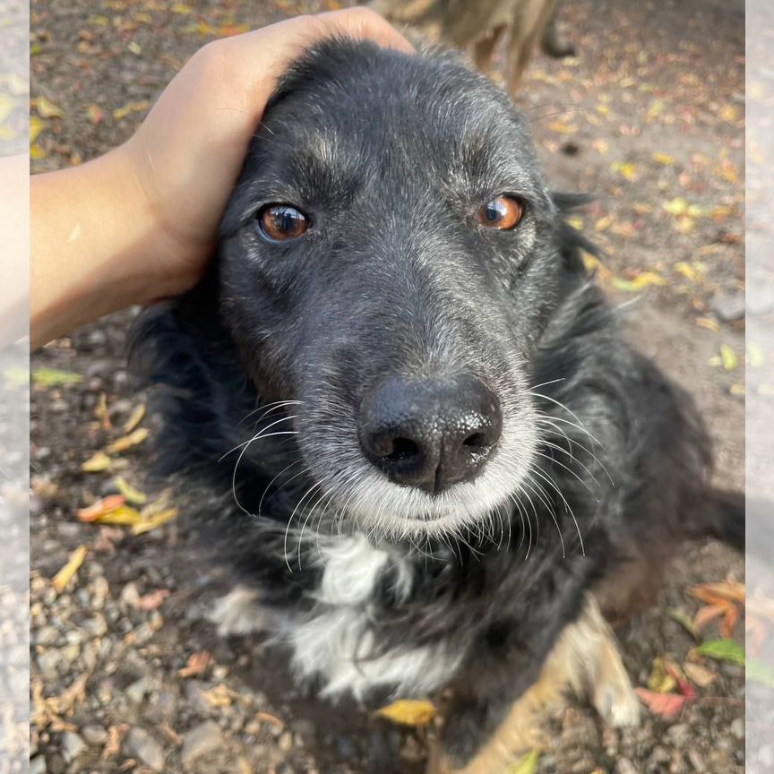 Взрослая собака в добрые руки