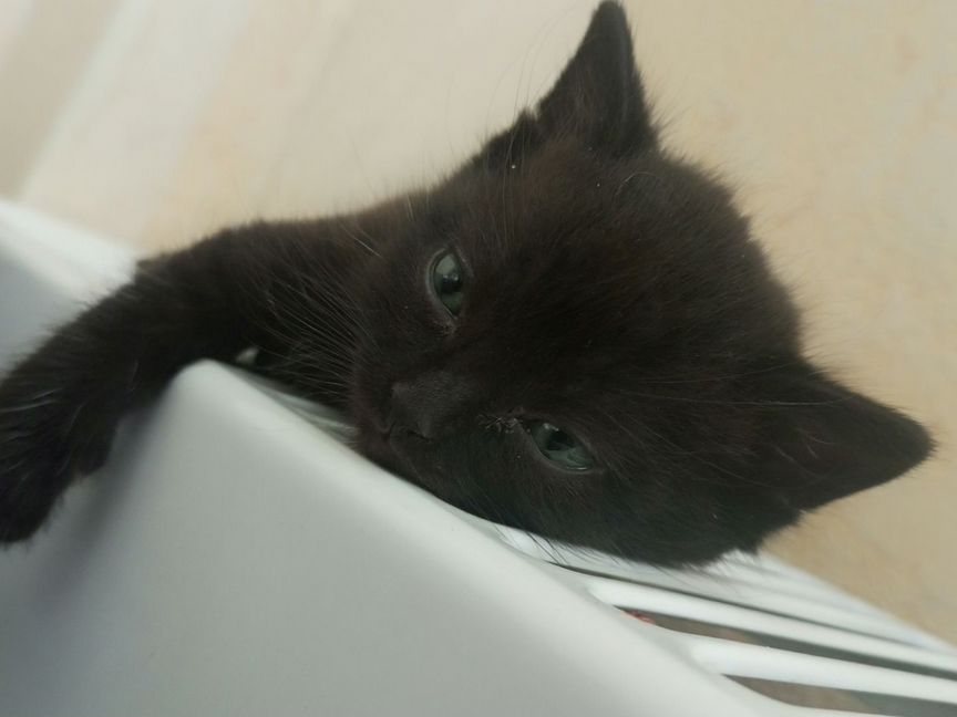 Котята в добрые руки. Мальчики