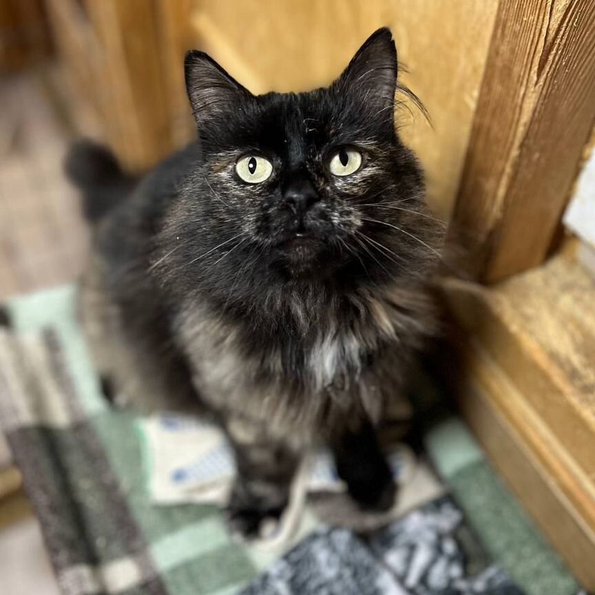 Взрослая, Девочка кошка в добрые руки