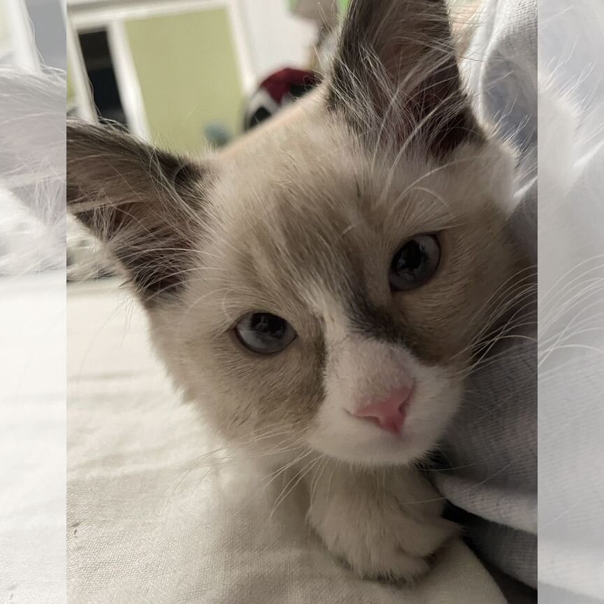 Невский маскарадный котенок