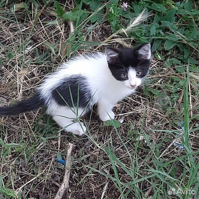 Котятки в добрые и ответственные руки