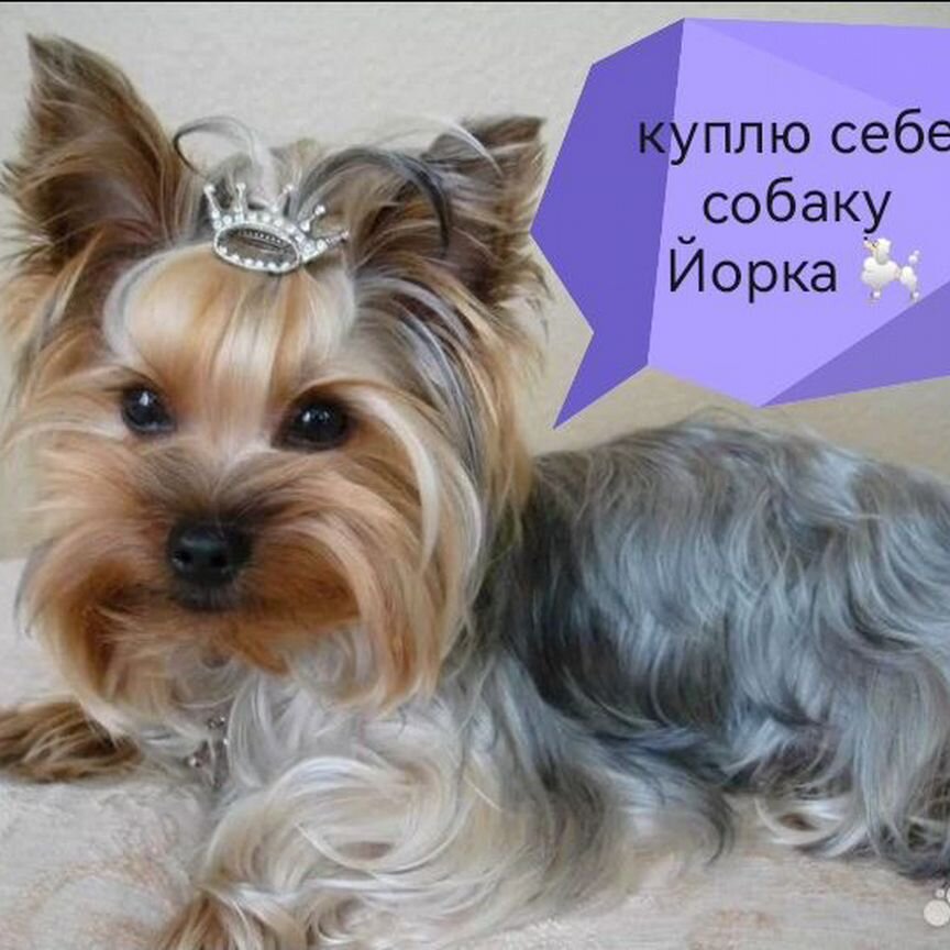 Девочка Йорк взрослая