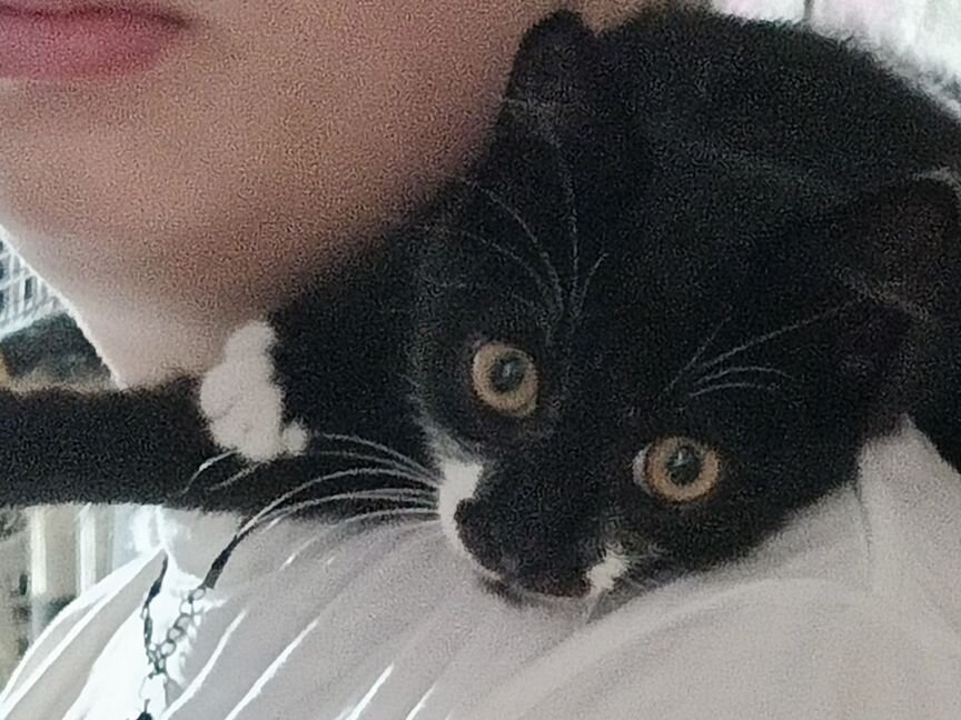 Кот в добрые руки