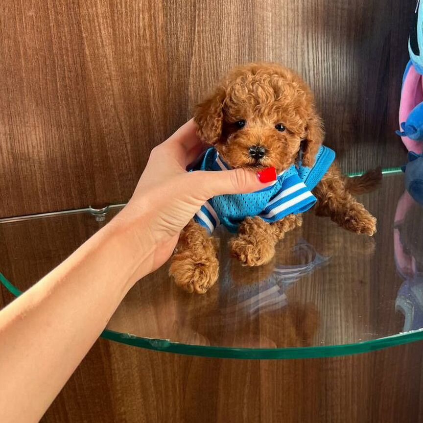 Той-пудель маленький мальчик РКФ