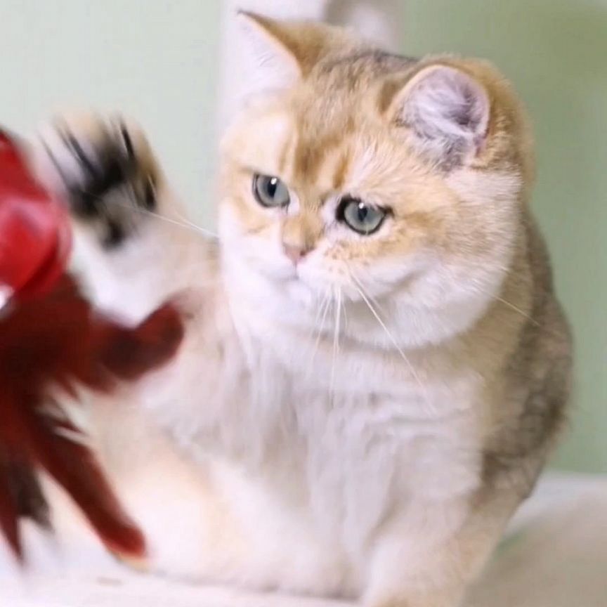 Британский золотой котёнок