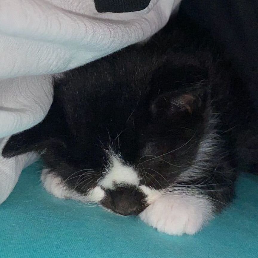 Хромой котёночек ищет дом (котёнок мальчик)