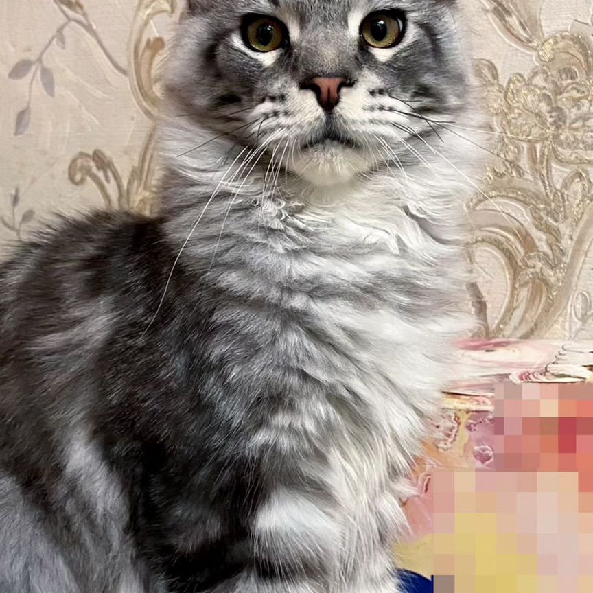 Шикарный парень