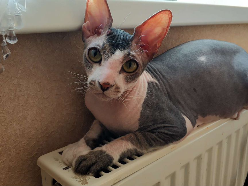 Канадский сфинкс в дар