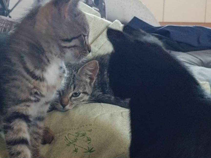 Котята в добрые руки, умные, приученные