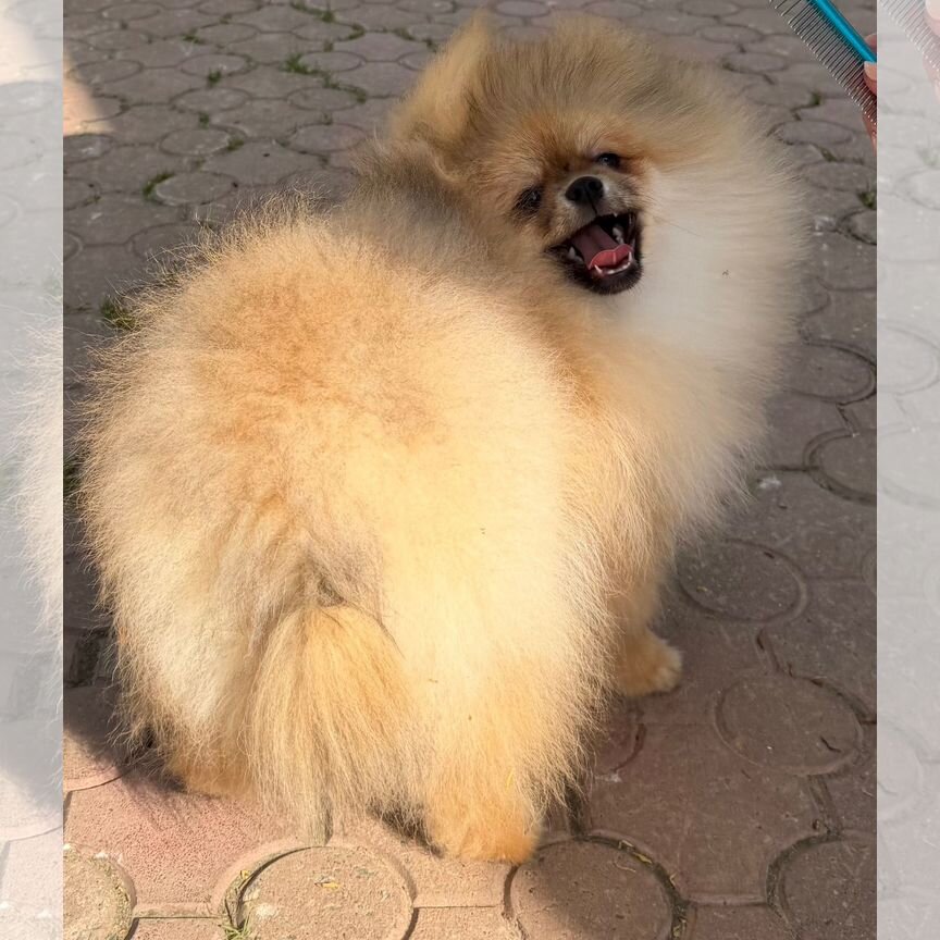 Немецкий шпиц, щенок