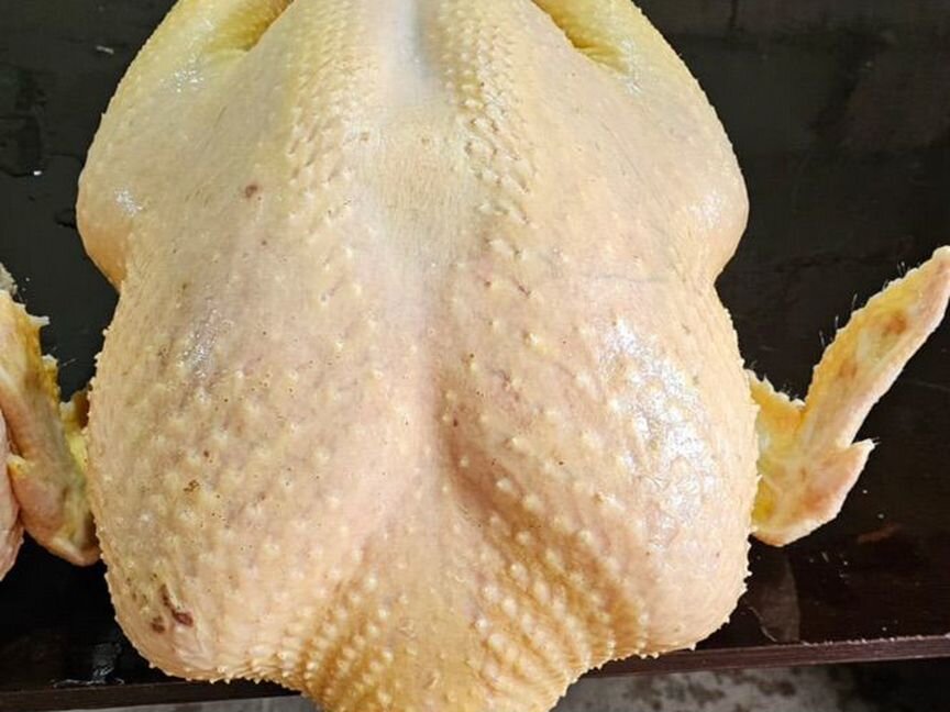 Индюки домашние кбр