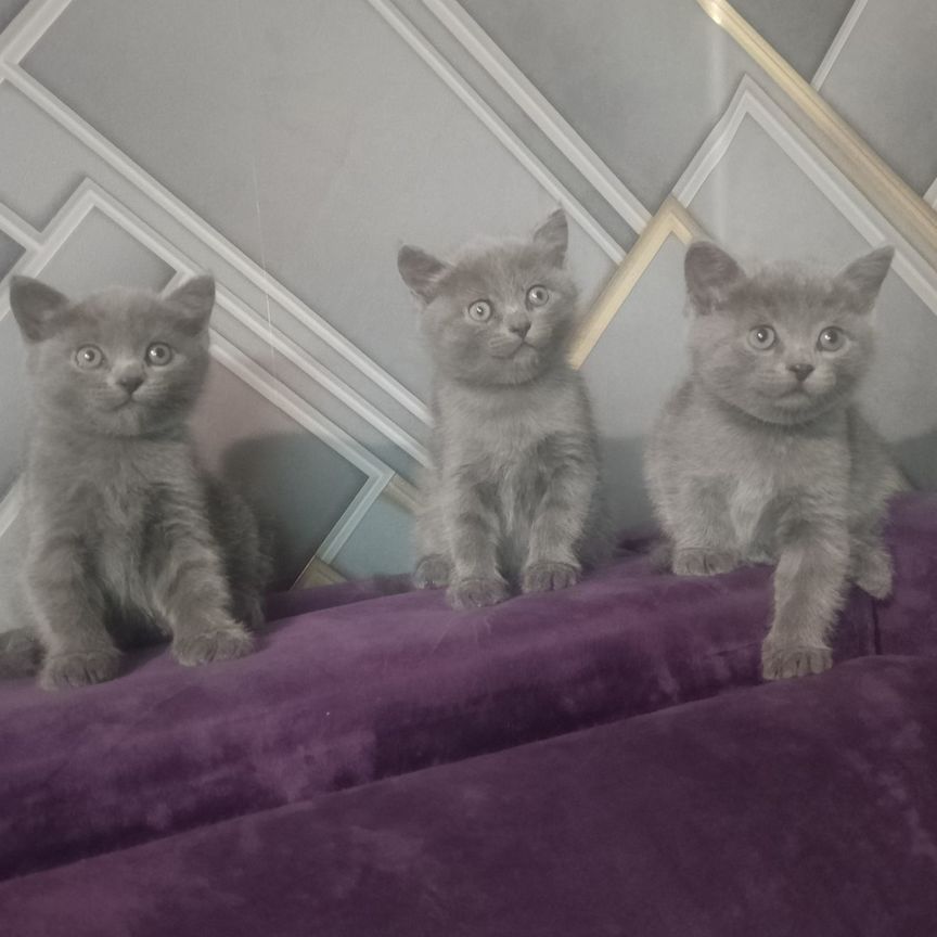 Котята в добрые руки бесплатно девочка