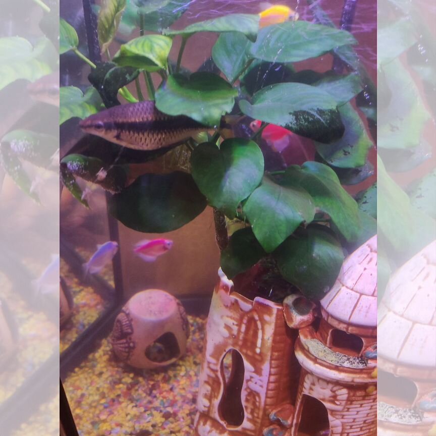 Анубиас Бартера. Водоросли для аквариума