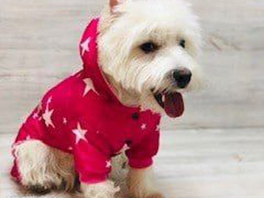 Комбинезон для собак