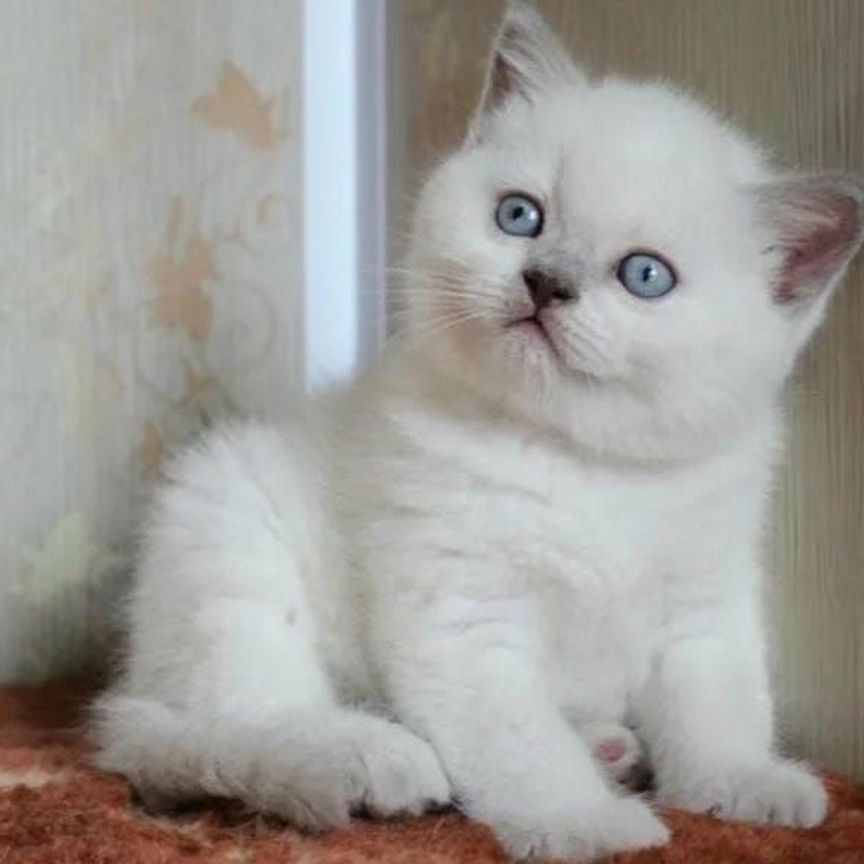 Шотландские котята