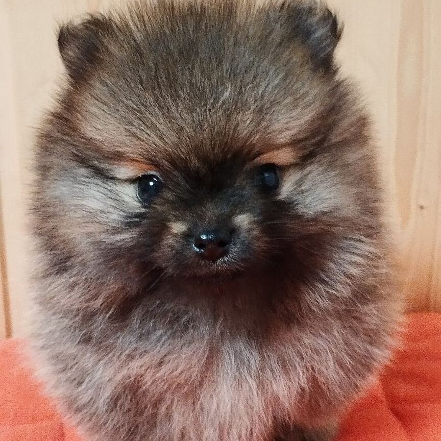 Померанский шпиц мини микро