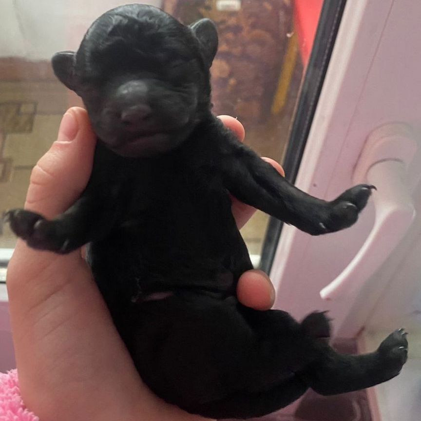 Карликовый пудель