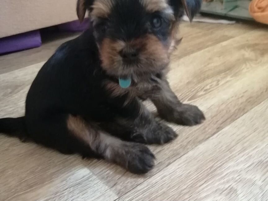 Йоркширский терьер щенки