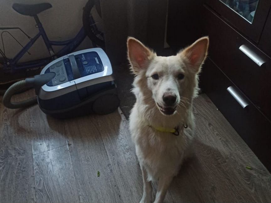 Швейцарская овчарка