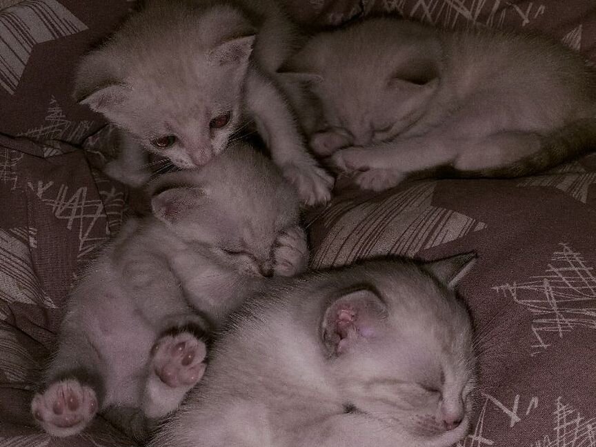 Сиамские котята