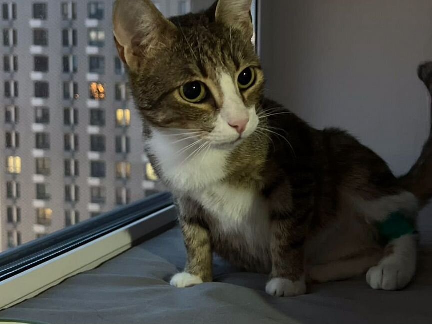 Молодая кошка Рыся в добрые руки