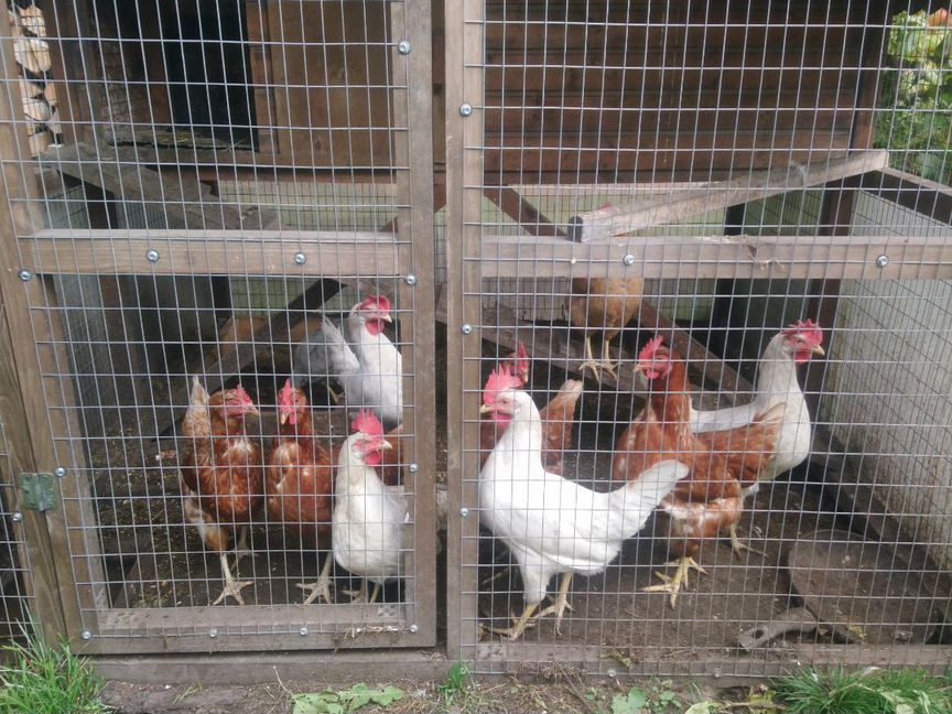 Куры несушки