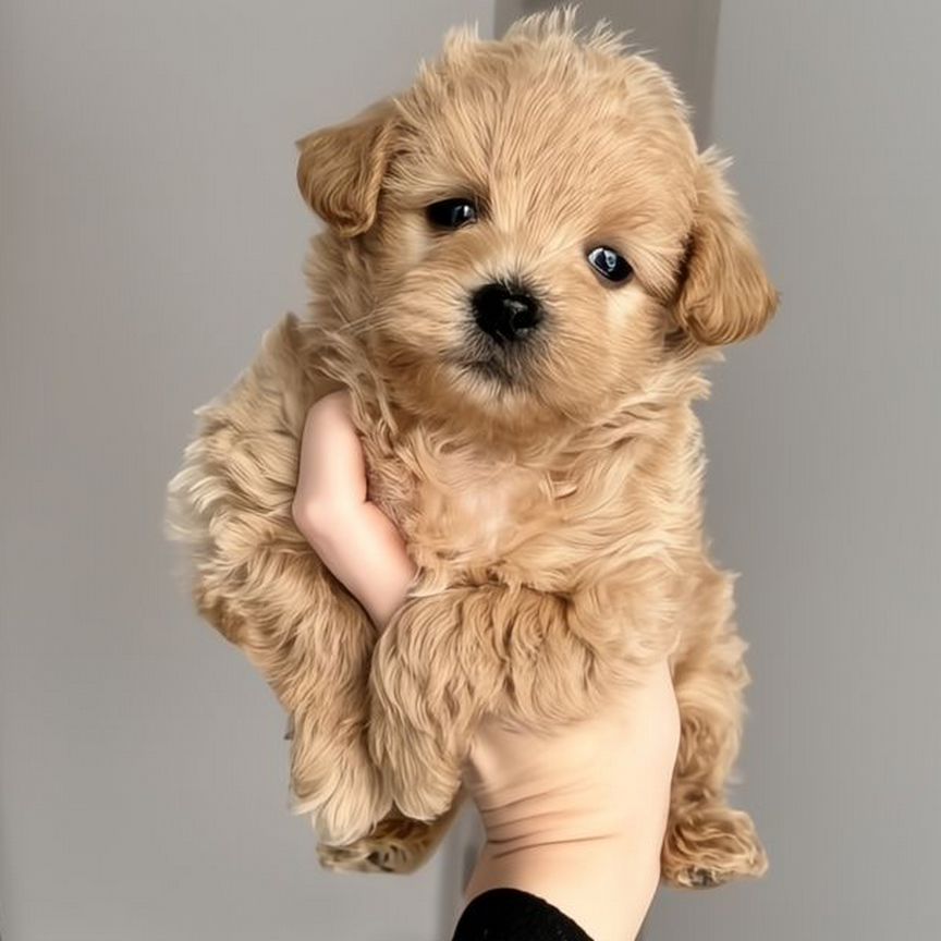 Мальтипу, щенок