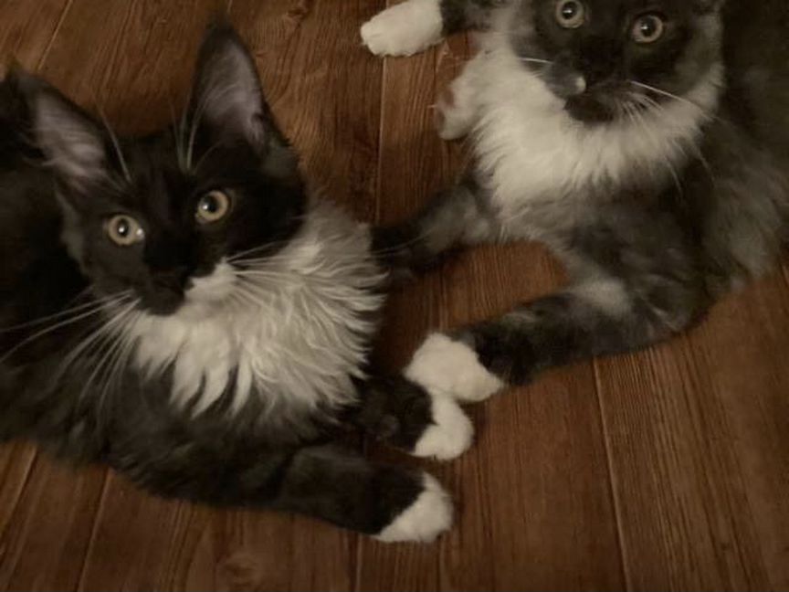 Кошечки мейн кун