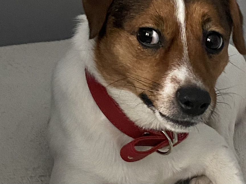 Джек Рассел терьер