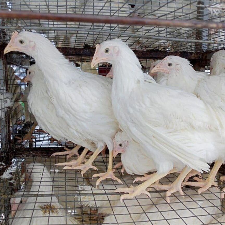 Продажа кур несушек, молодок