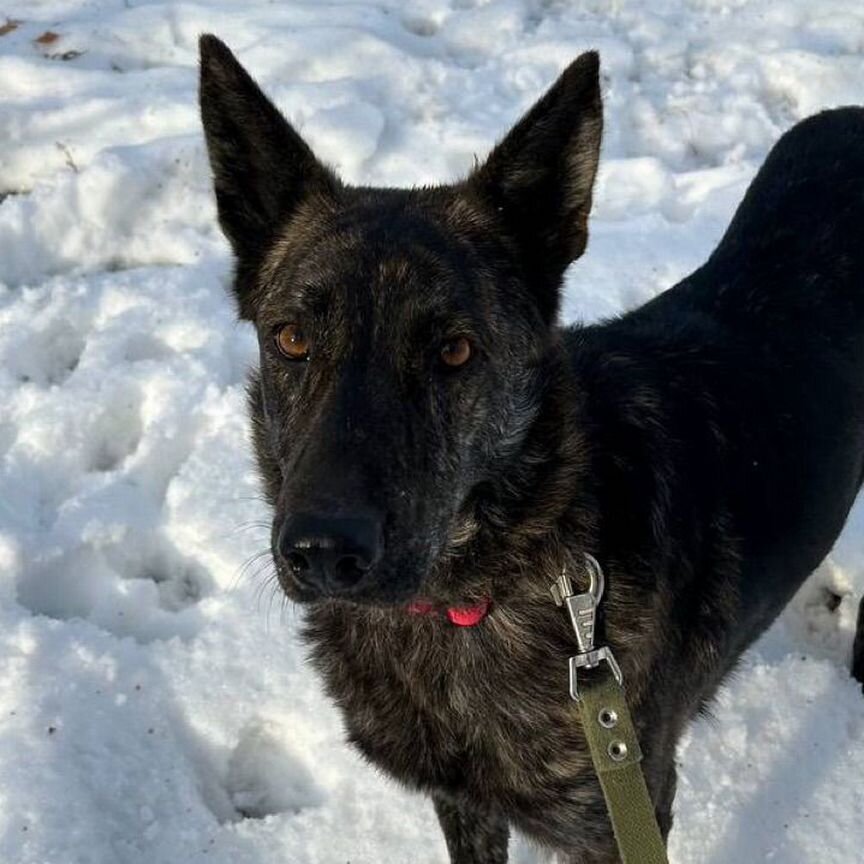 Немецкая овчарка